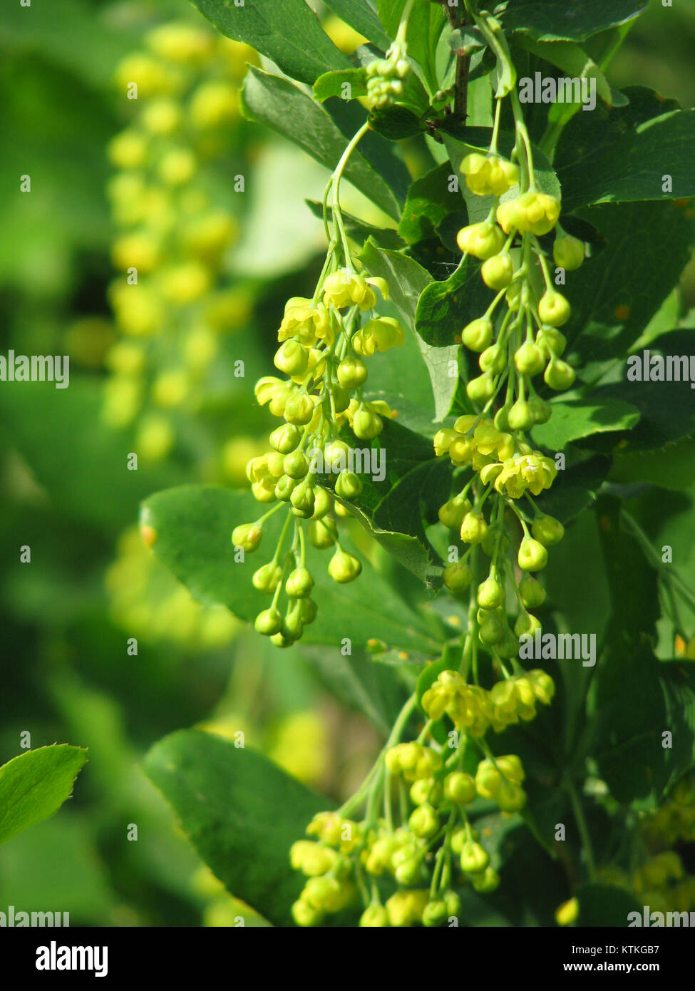 Berberis vulgaris, also known as the common barberry, is a shrub native ...