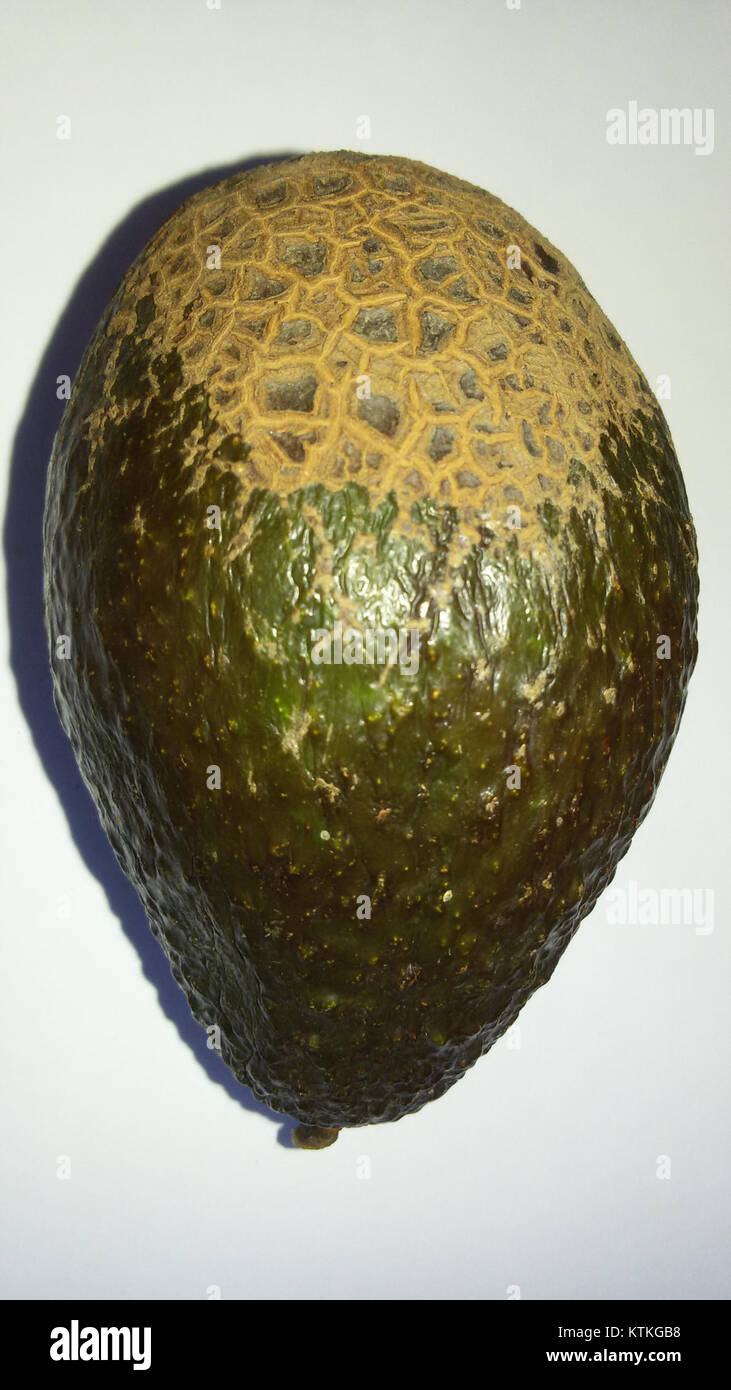 Avocado scab, a fungal disease affecting avocado trees, was observed in ...