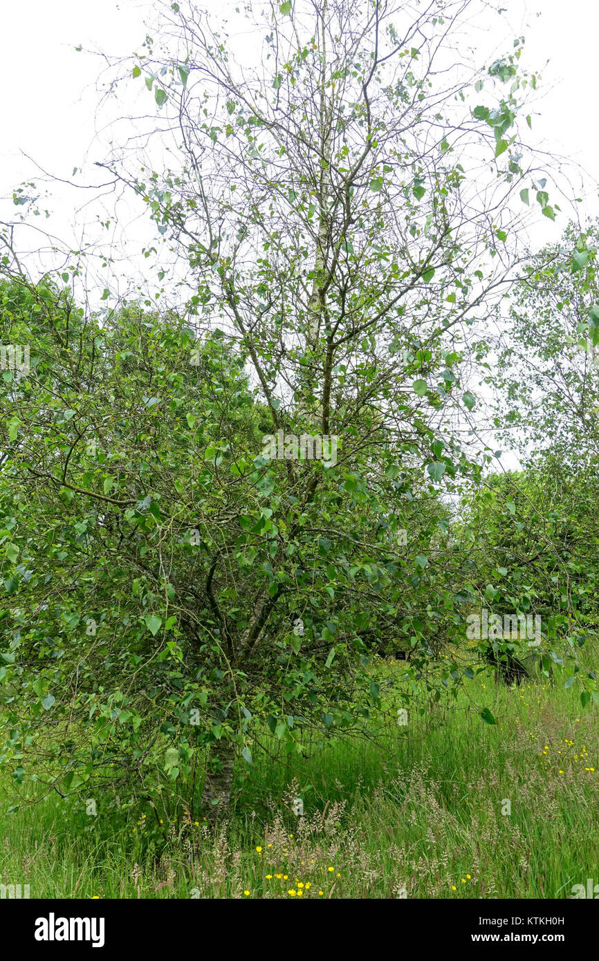 Betula litwinowii, also known as the Chinese weeping birch, is showcased in the Hillier Gardens ...