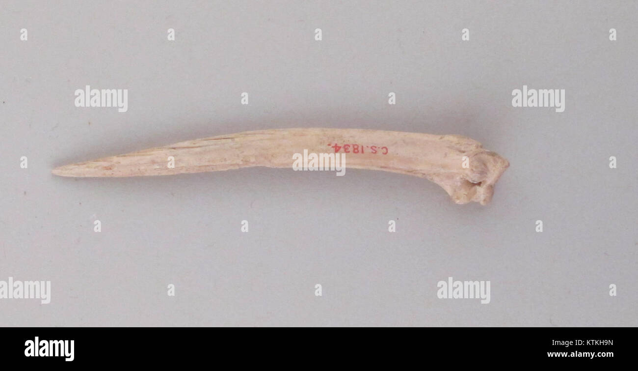 The awl is an ancient tool, preserved in the collection of the ...