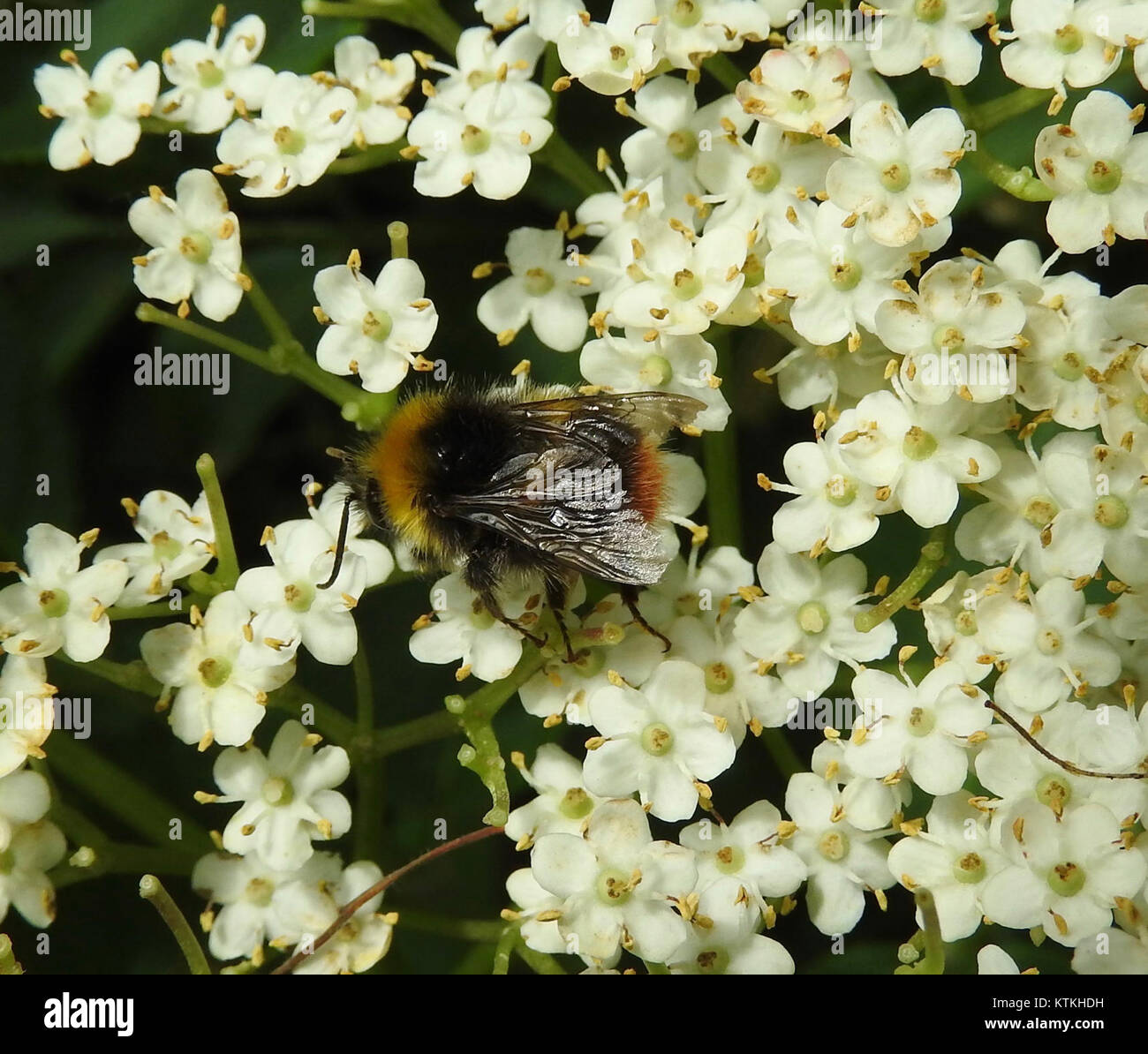 A close-up photograph of a bee, highlighting its details and natural ...