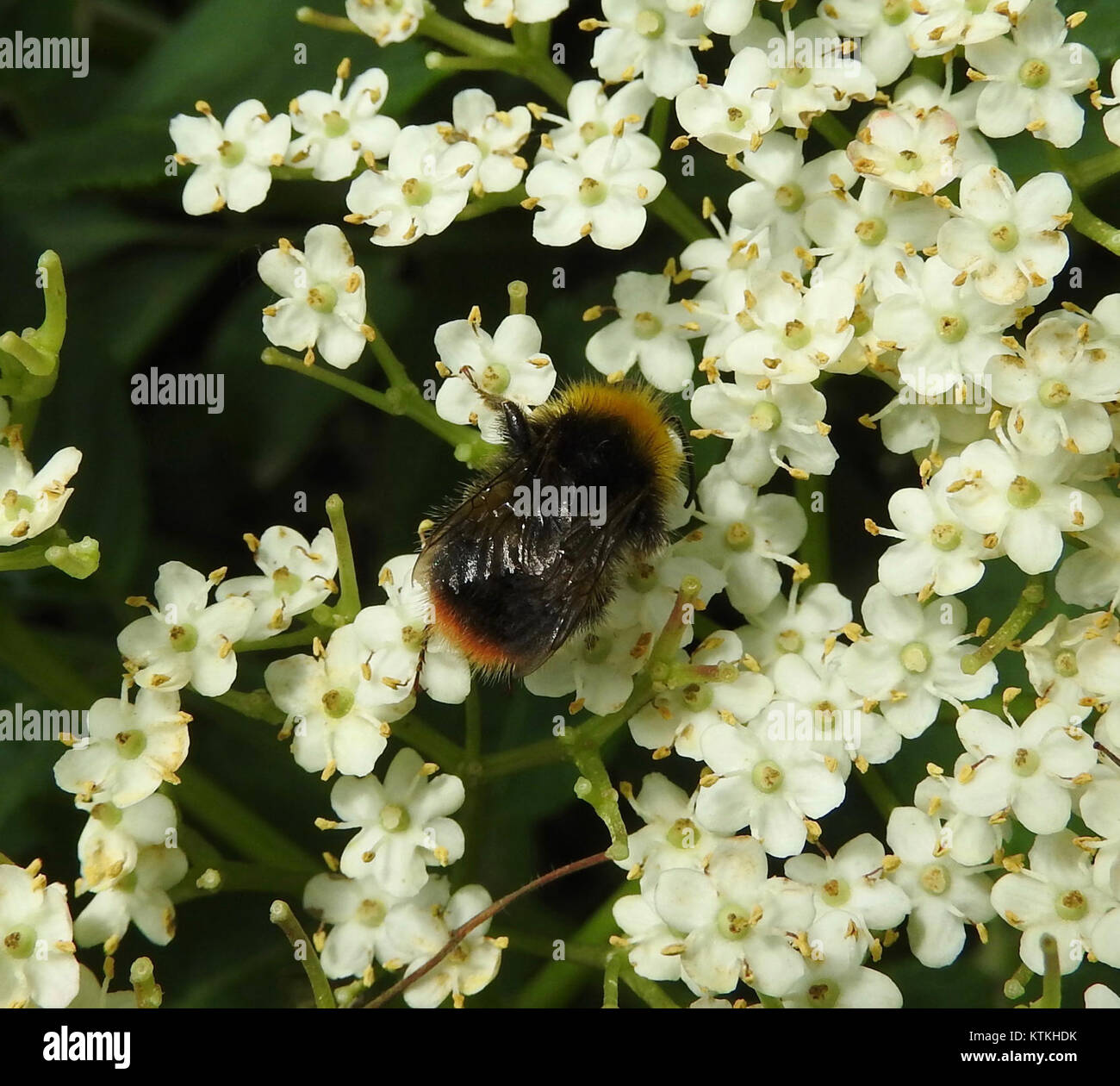 A bee, scientifically known as an insect from the family Apidae, is ...