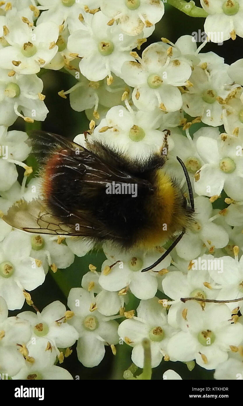 Bee stock photography hi-res stock photography and images - Alamy