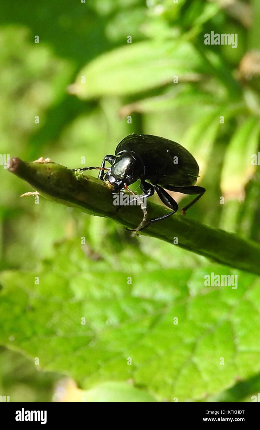 This image depicts a beetle, focusing on its anatomy and ...