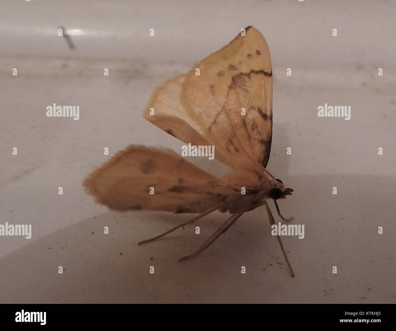 Barred moth species hi-res stock photography and images - Alamy