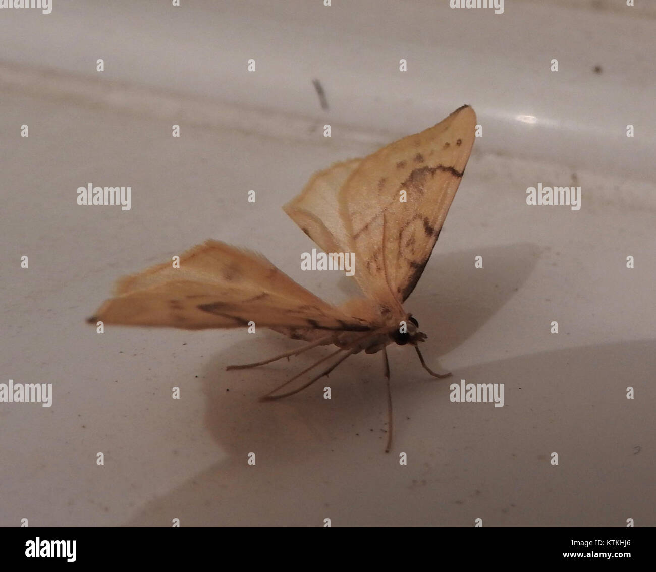 Barred straw hi-res stock photography and images - Alamy
