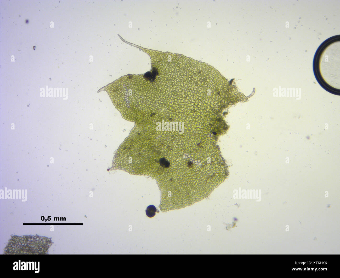 Barbilophozia hatcheri is a species of liverwort identified by its ...