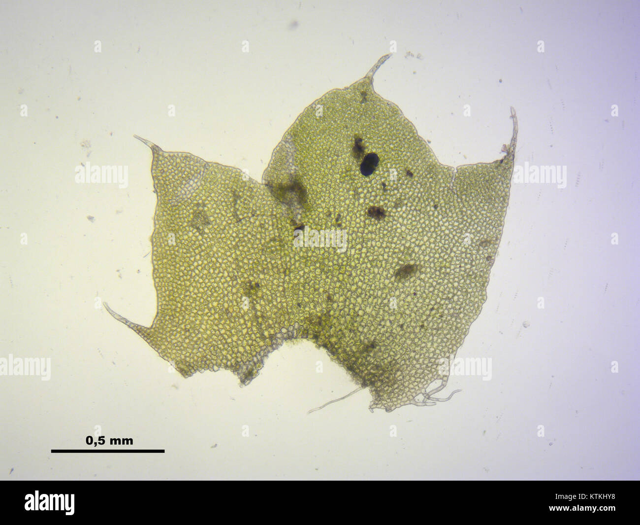 Plant specimen labeled hi-res stock photography and images - Alamy