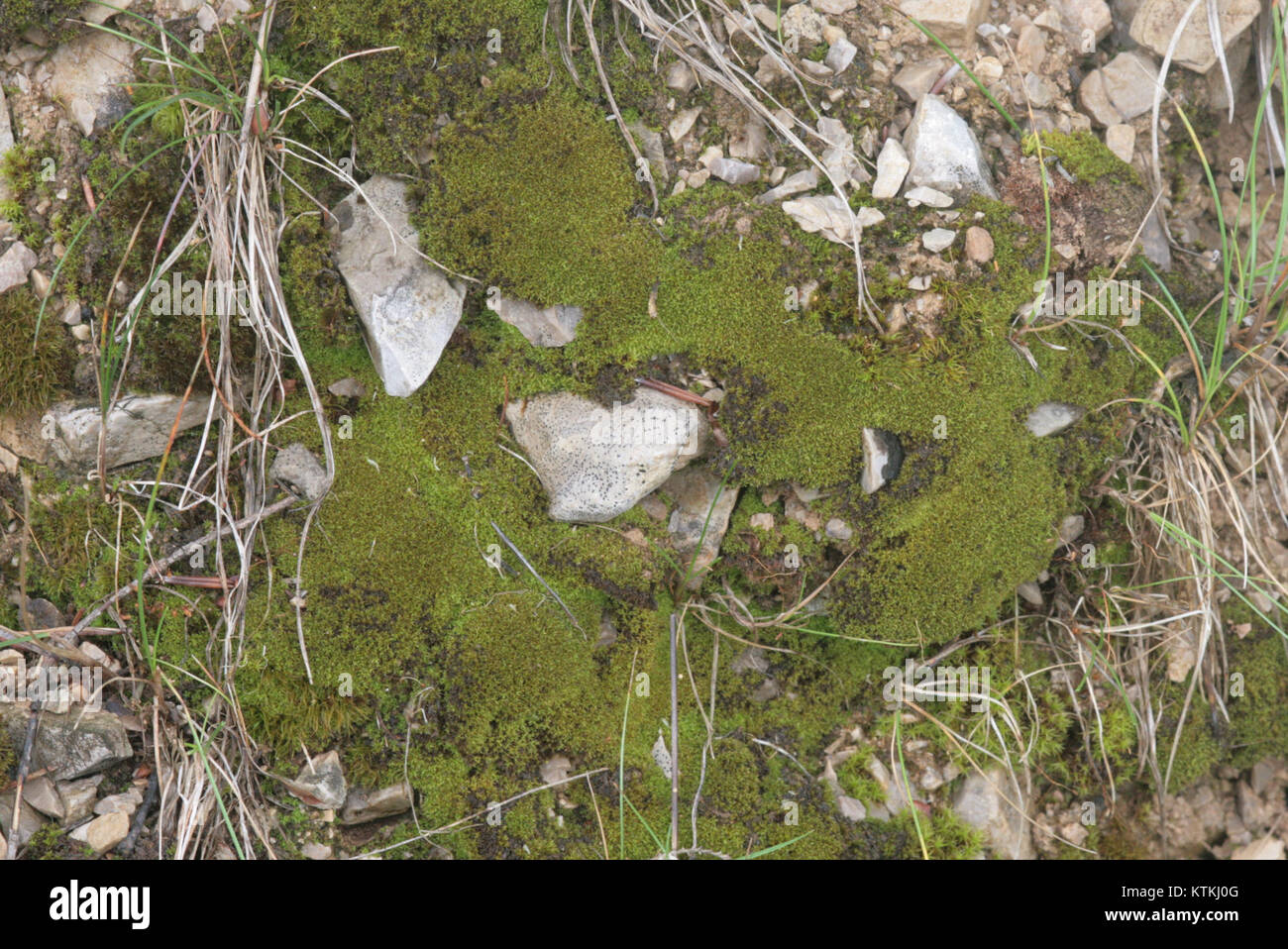 Barbuleaceae hi-res stock photography and images - Alamy