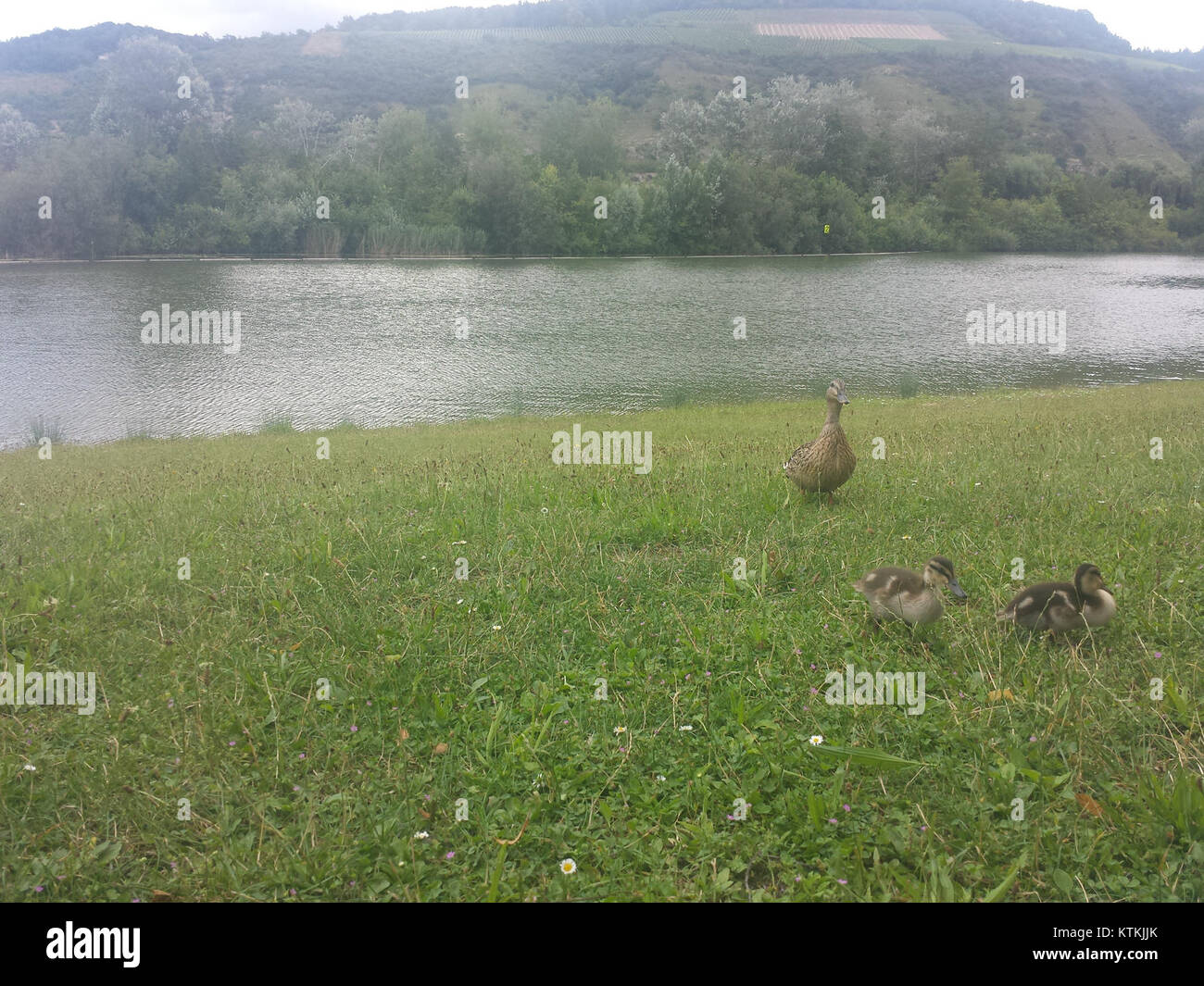 Badesee Erlabrunn is a recreational lake located in Germany, known for ...