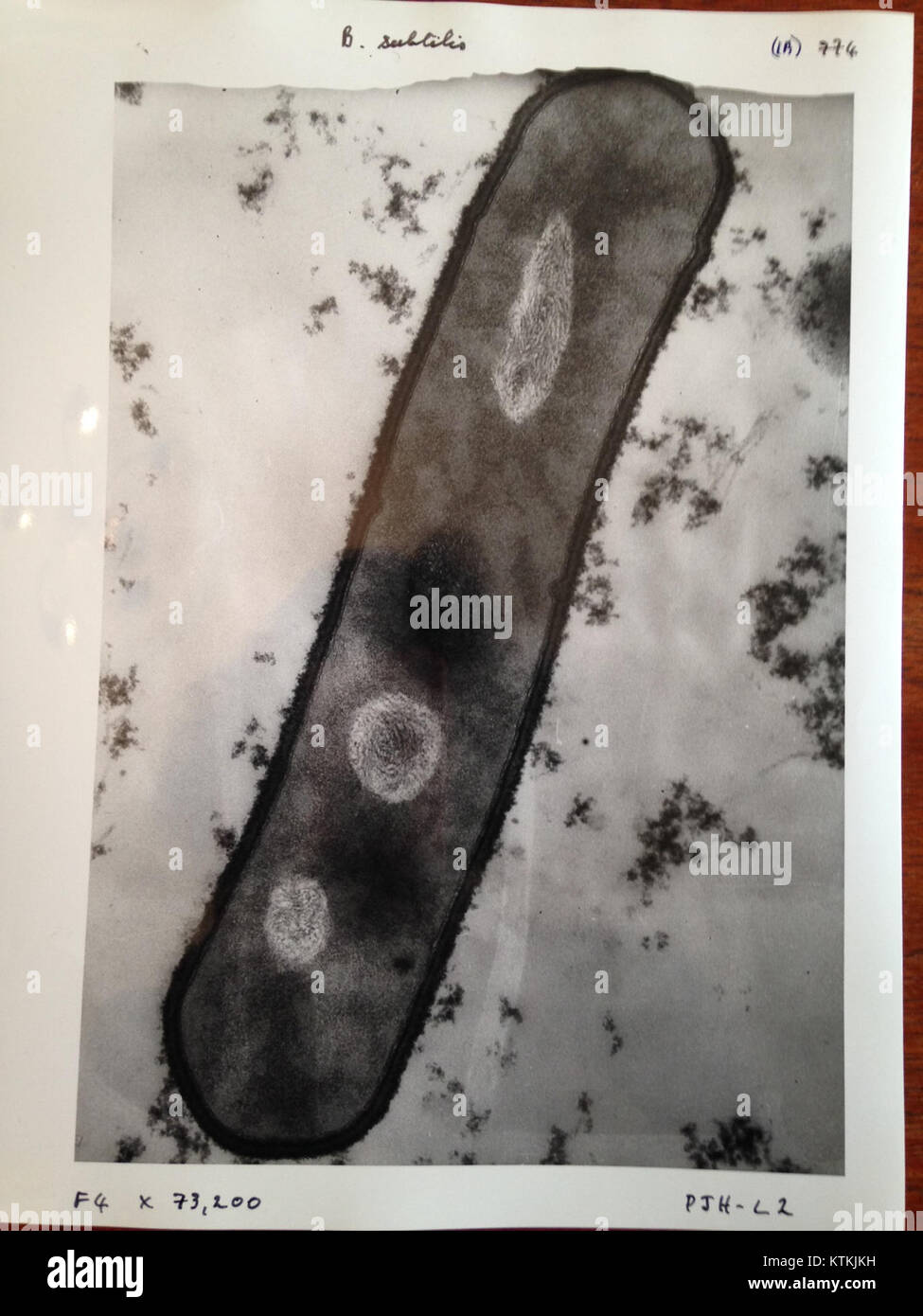 Bacillus subtilis species hi-res stock photography and images - Alamy