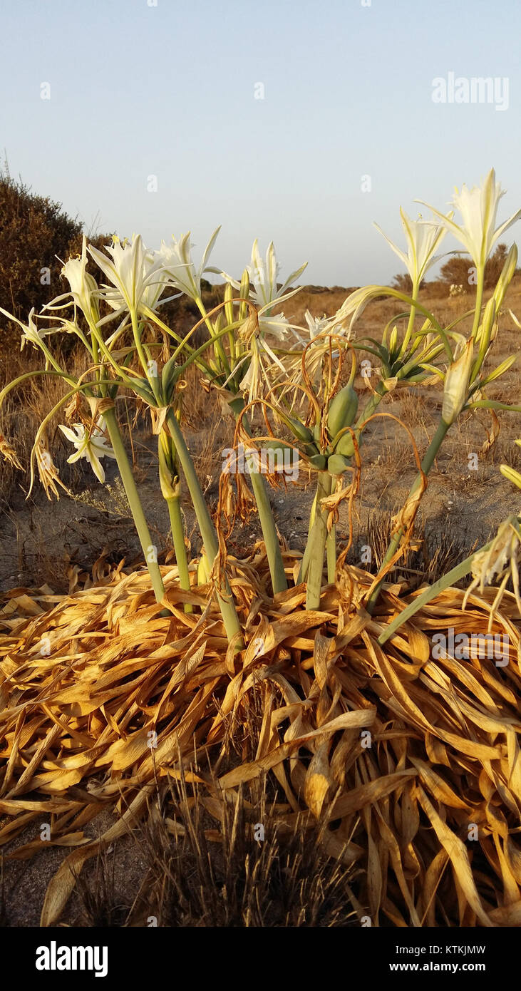 Azucena mar 2 refers to a specific variety or cultivar, possibly in ...