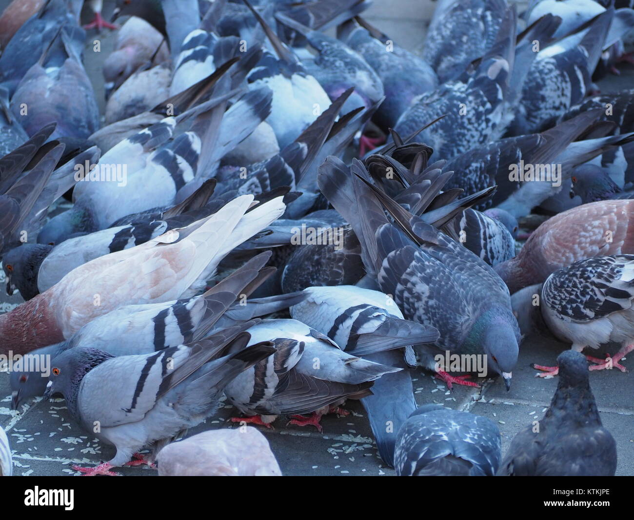 Lots of doves crowding for food on floor tiles of city pavement Stock ...