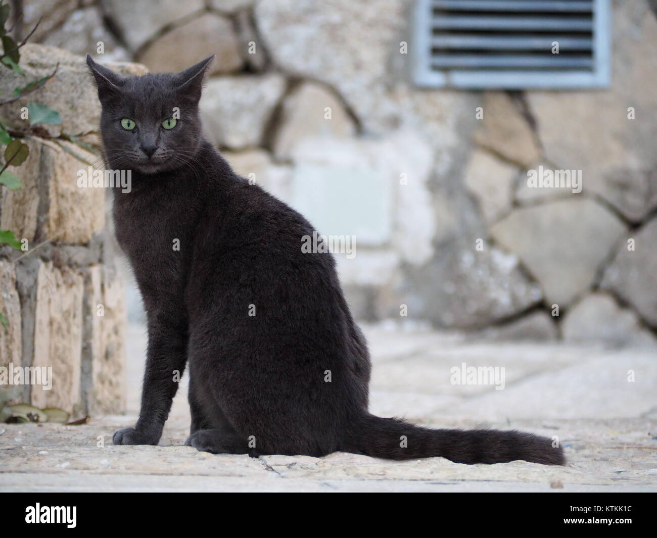 City cats hi-res stock photography and images - Alamy