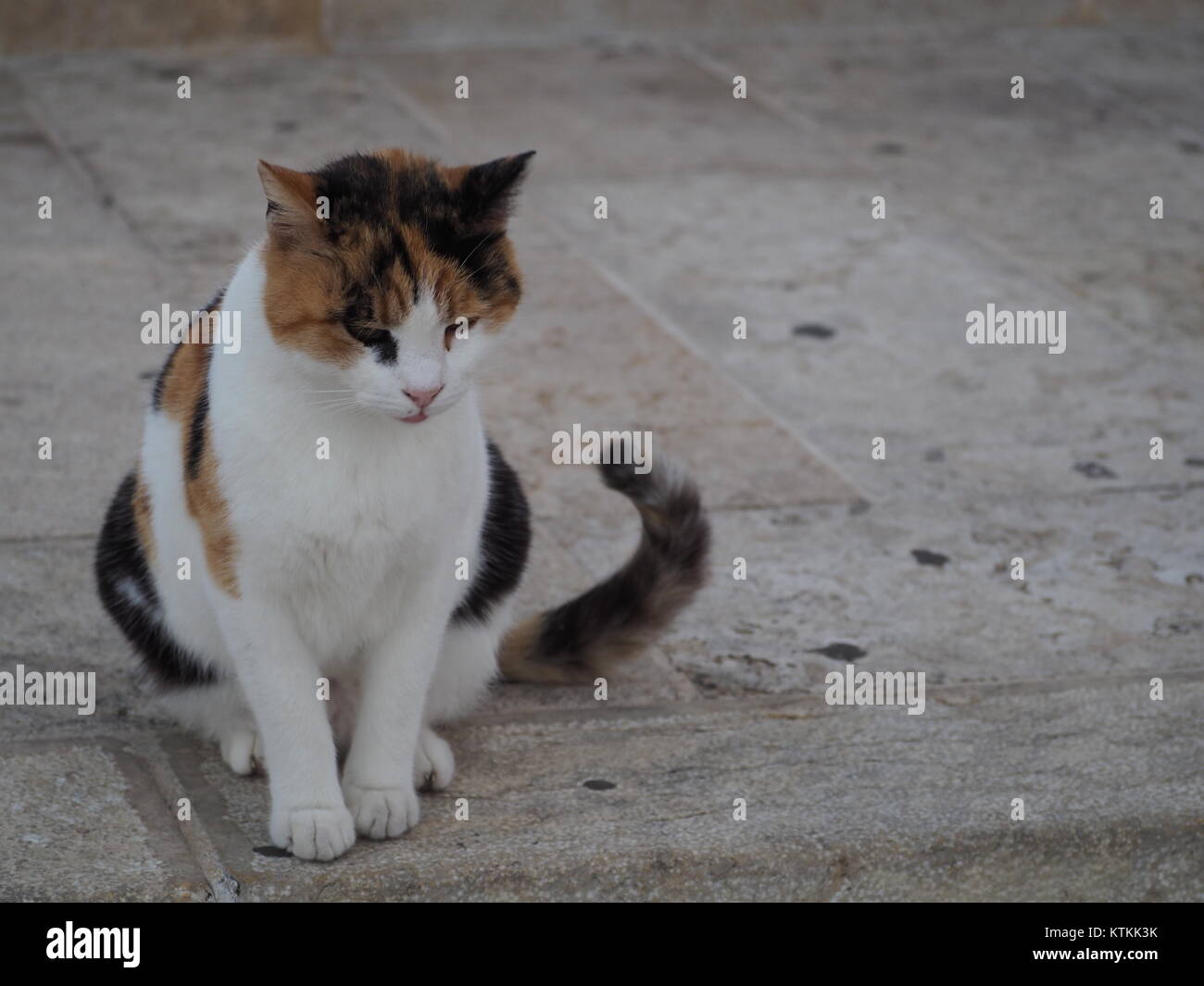 City cats hi-res stock photography and images - Alamy