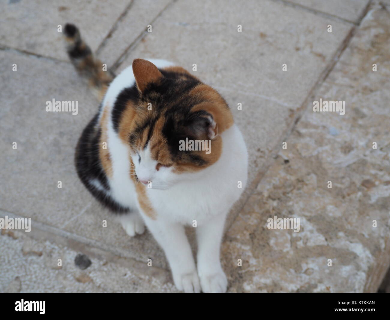 City cats hi-res stock photography and images - Alamy