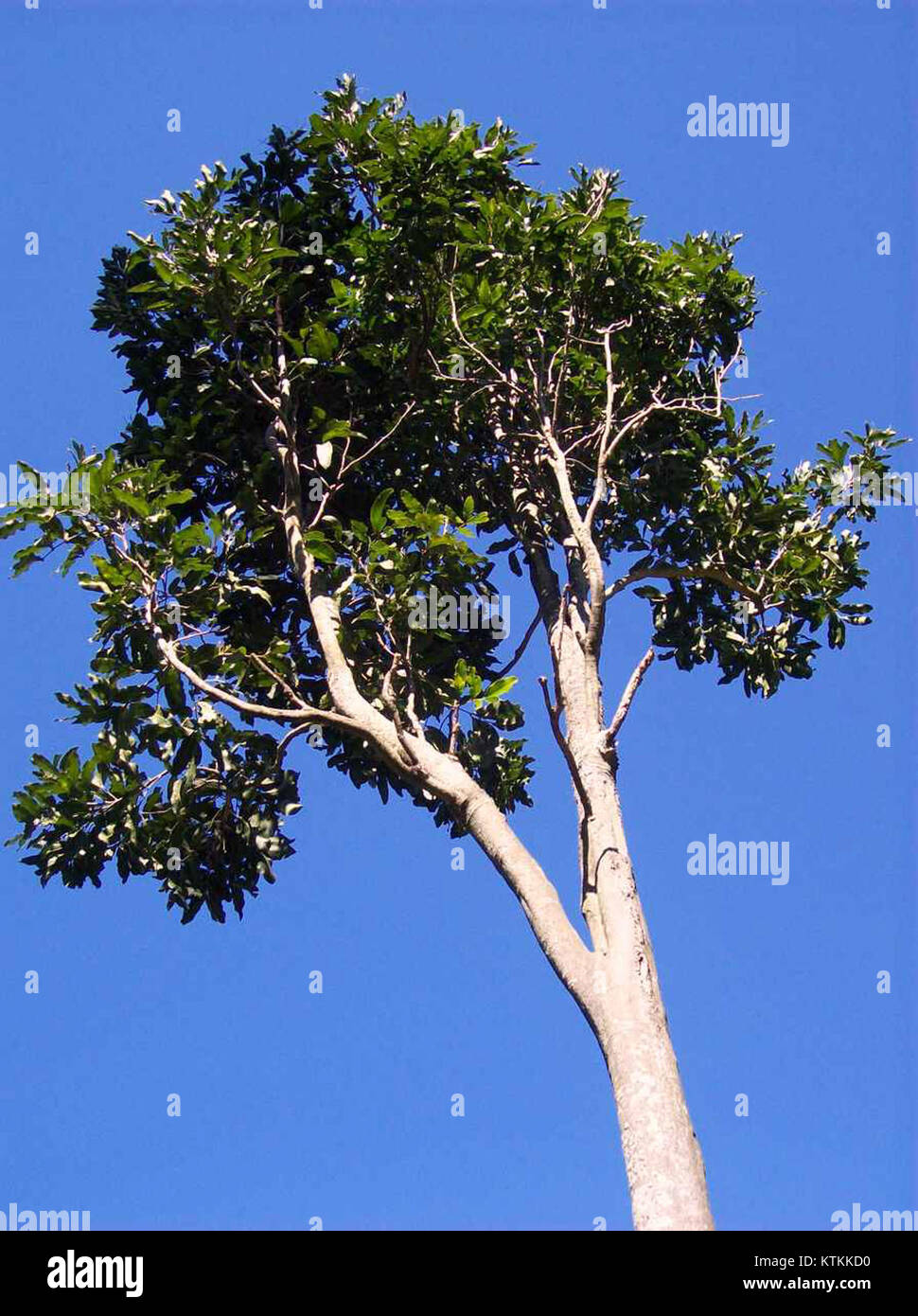 A photograph of Atalaya multiflora, a flowering plant, set against a ...