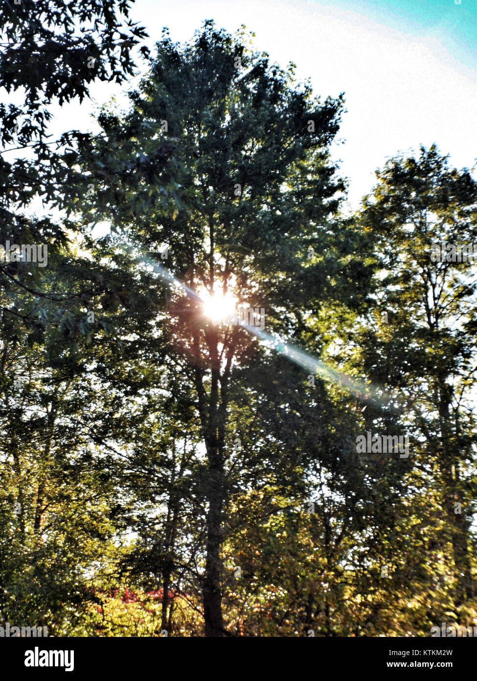 Photograph of sun through trees hi-res stock photography and images - Alamy