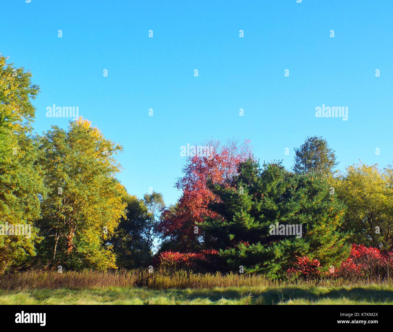 This image captures the early signs of autumn, with leaves changing ...