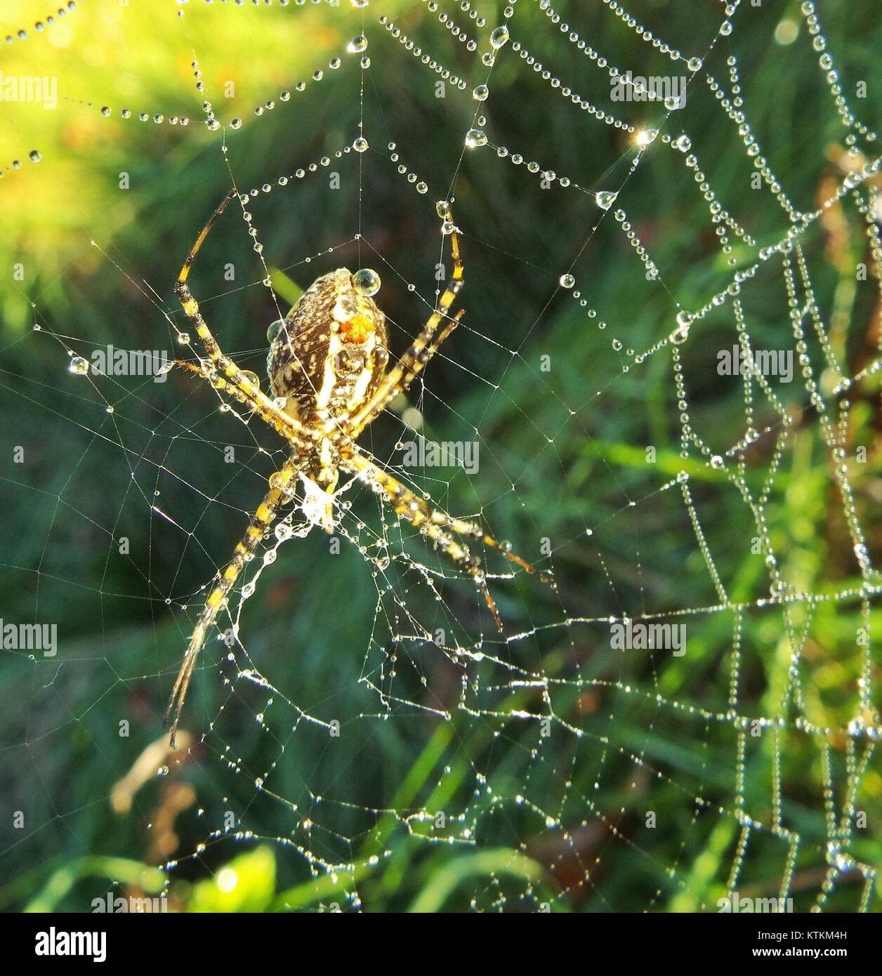 Captured in detail hi-res stock photography and images - Alamy