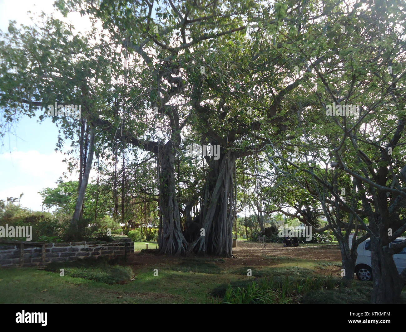 This image features a striking tree located in the grounds of an ...