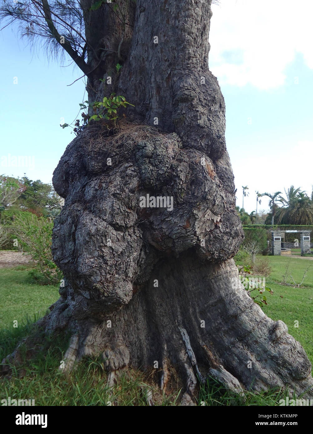 Bermuda (UK) image number 243 gnarly tree Stock Photo - Alamy