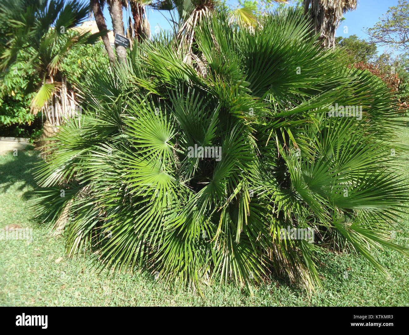 A photograph of Bermuda's lush foliage, showcasing the island's ...