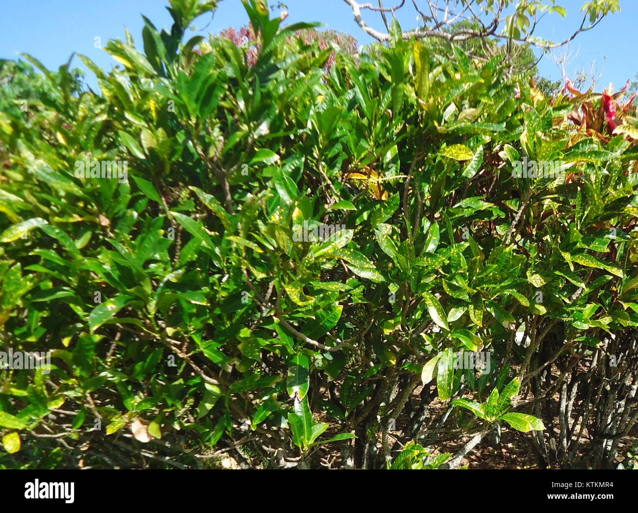 A scenic image showcasing the lush foliage of Bermuda, emphasizing the ...