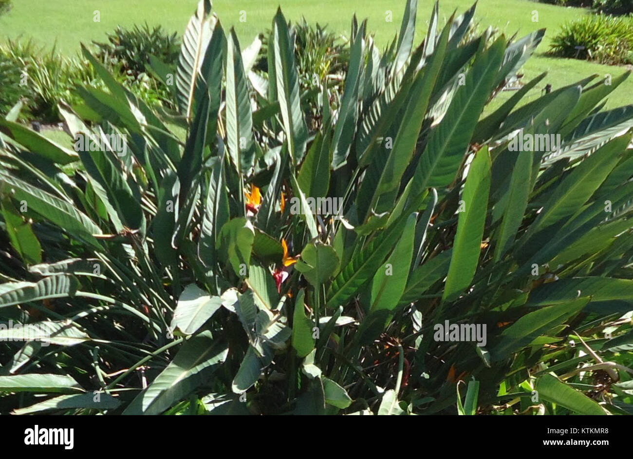 This photograph, taken in Bermuda, showcases the lush foliage typical ...