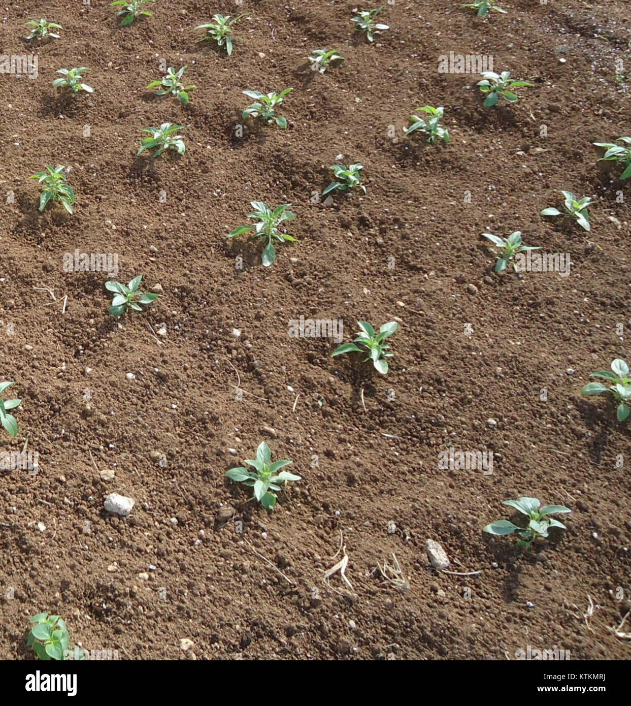 An image depicting agricultural plants growing in Bermuda, part of the ...