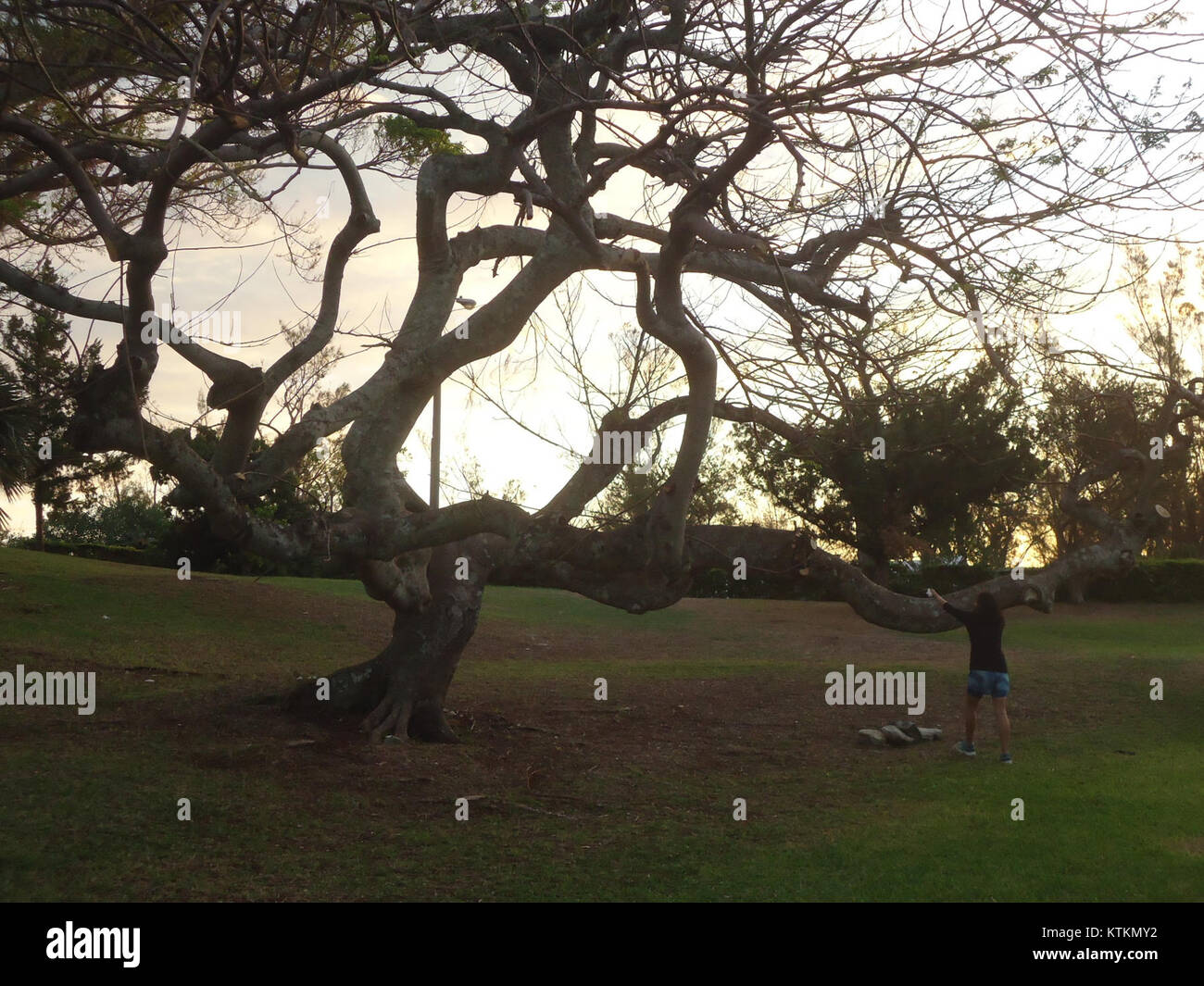 A photograph from Bermuda showing a tree and a woman, capturing the ...