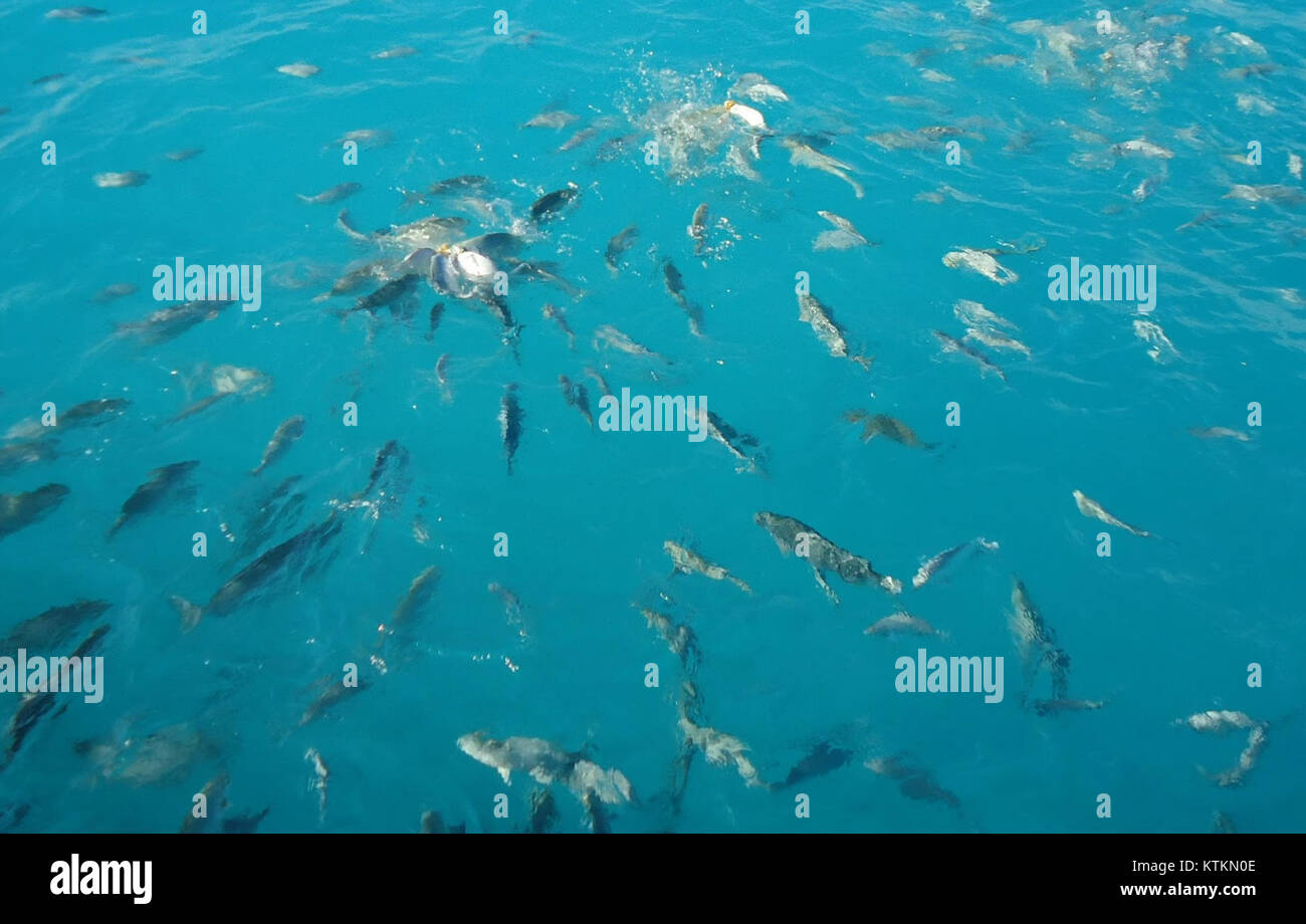 This image captures a feeding frenzy in Bermuda, where fish swarm after ...