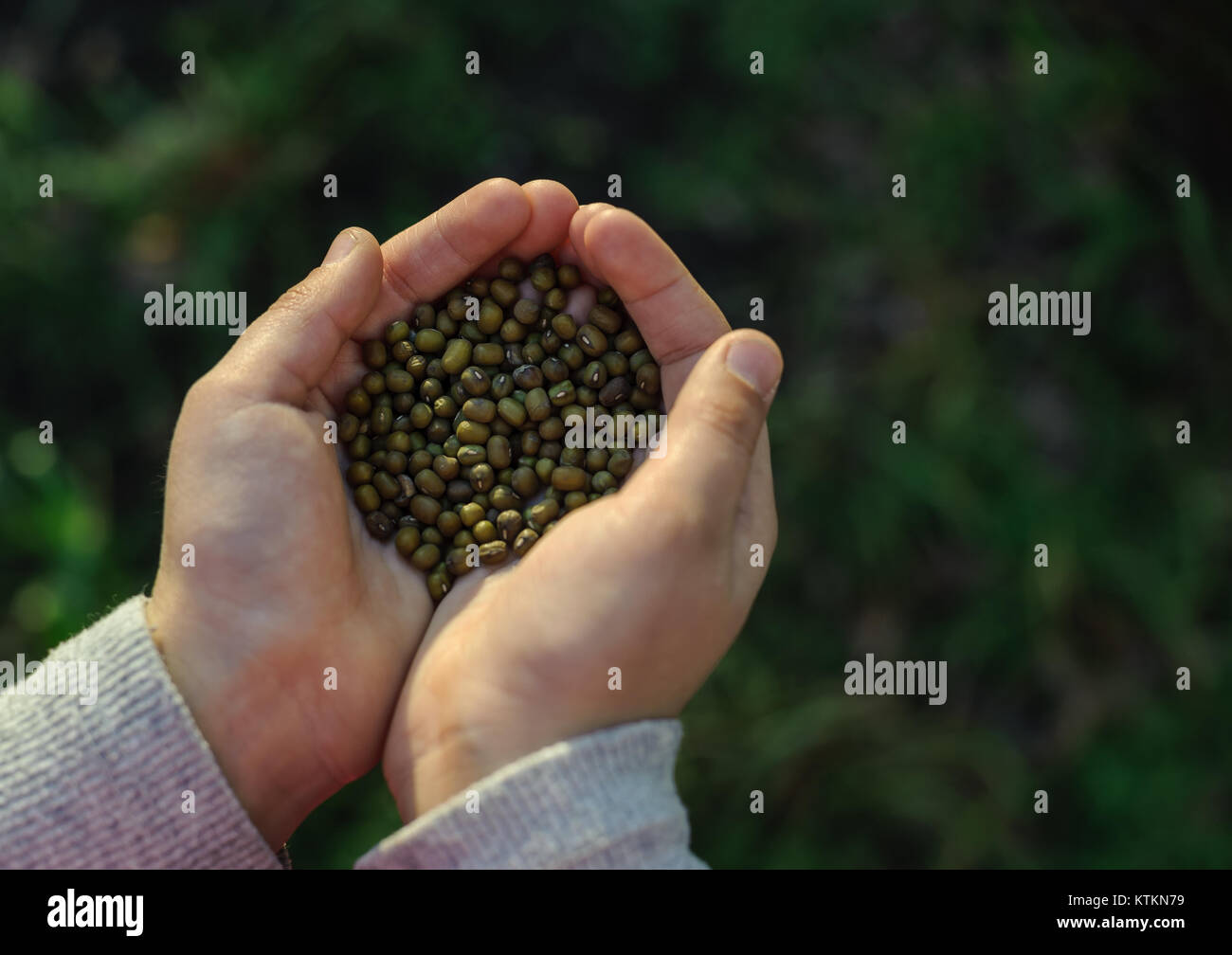Children's hands holding seeds for planting. Mung beans Stock Photo - Alamy