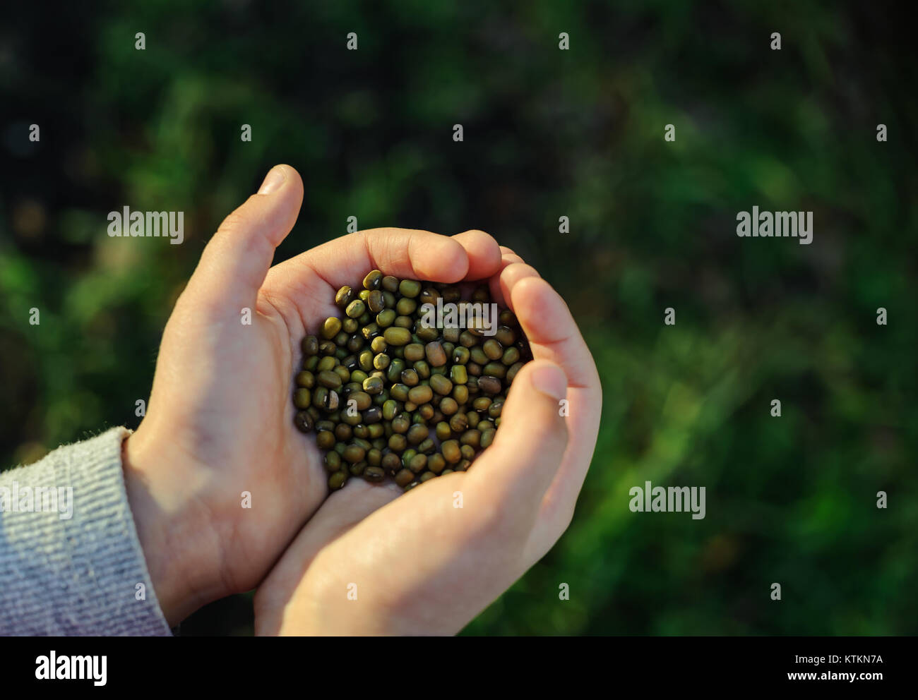 Children's hands holding seeds for planting. Mung beans Stock Photo - Alamy