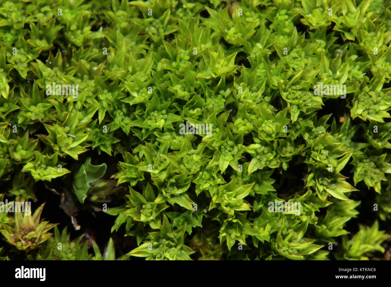 Dry flora habitat habitats natural nature plant hi-res stock ...