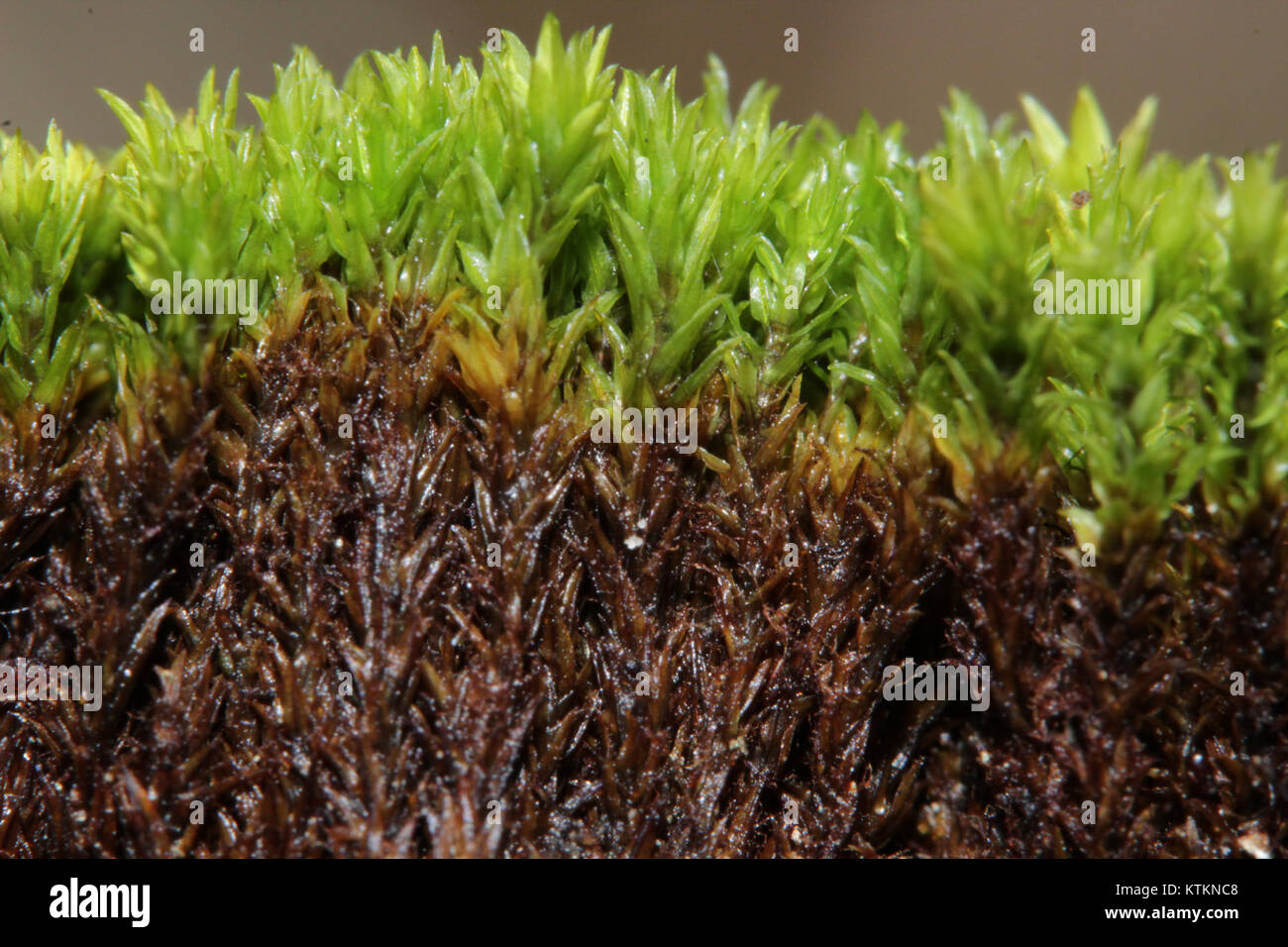 Barbula crocea is a species of moss found in various regions, notable ...