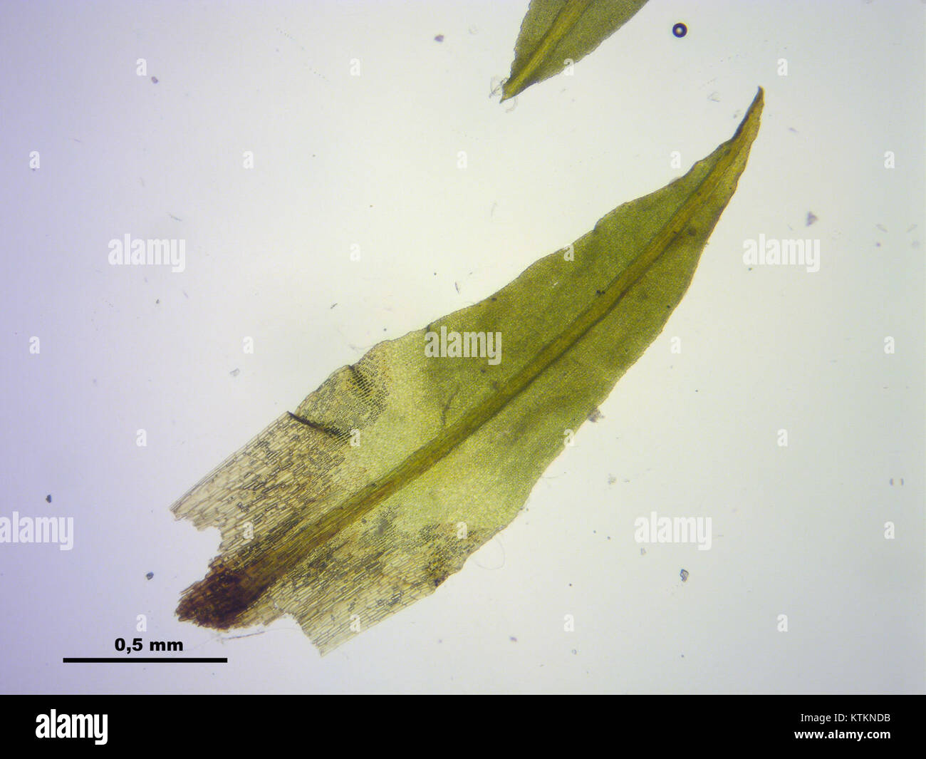 Microscopic image of Barbula crocea, commonly known as swamp beard-moss ...