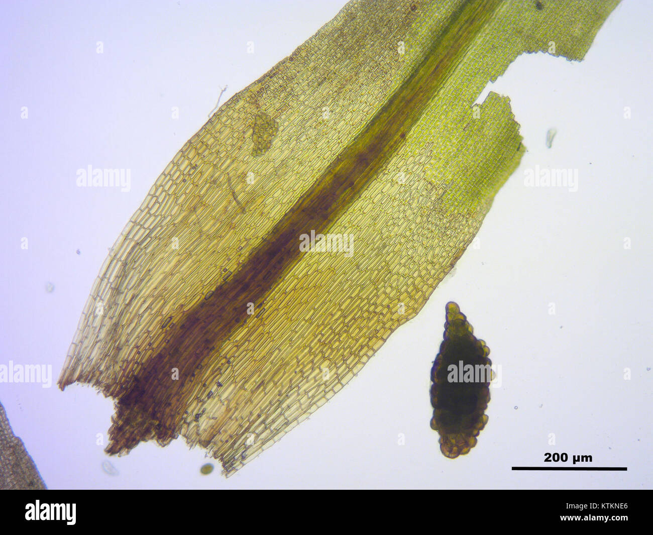 Barbula crocea is a species of moss cataloged under the scientific ...