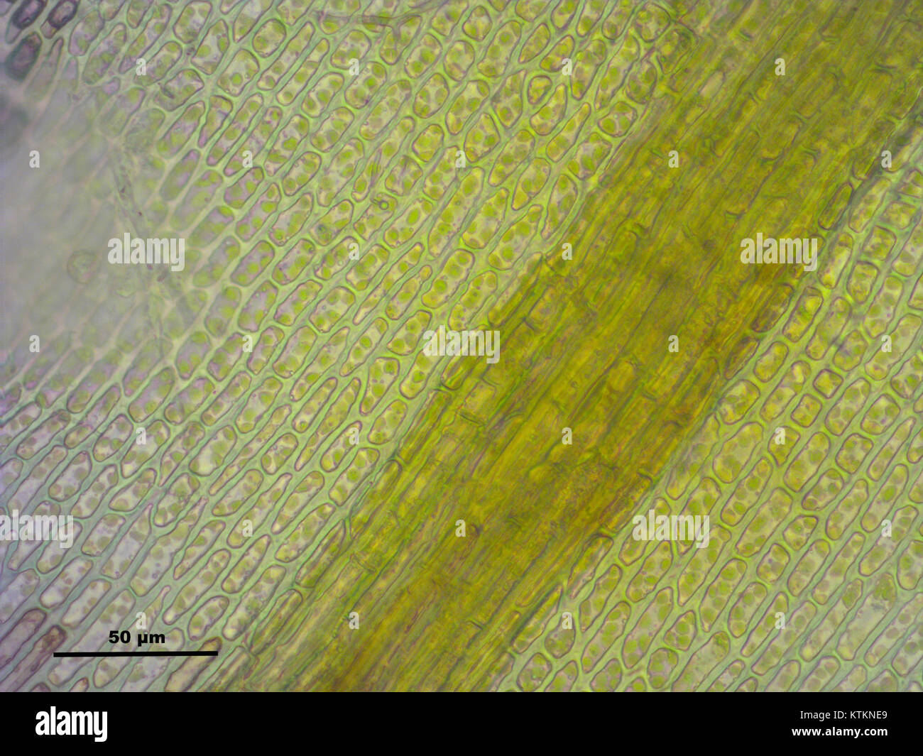 An image showing Barbula crocea, a moss species, identified by its ...