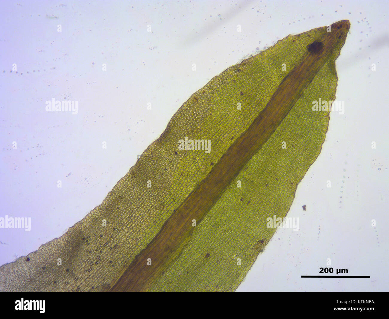 Barbula crocea (g, 144818 474851) 3722 Stock Photo - Alamy