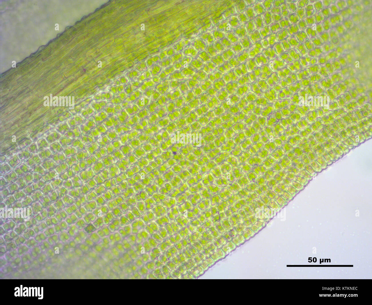 Barbula crocea is a species of moss known for its distinctive ...