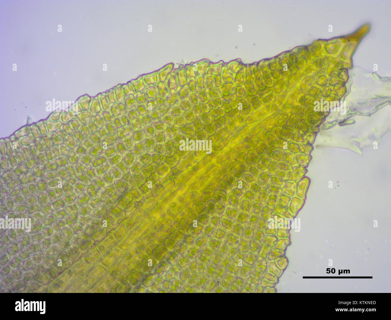Barbula crocea is a species of moss known for its distinctive ...