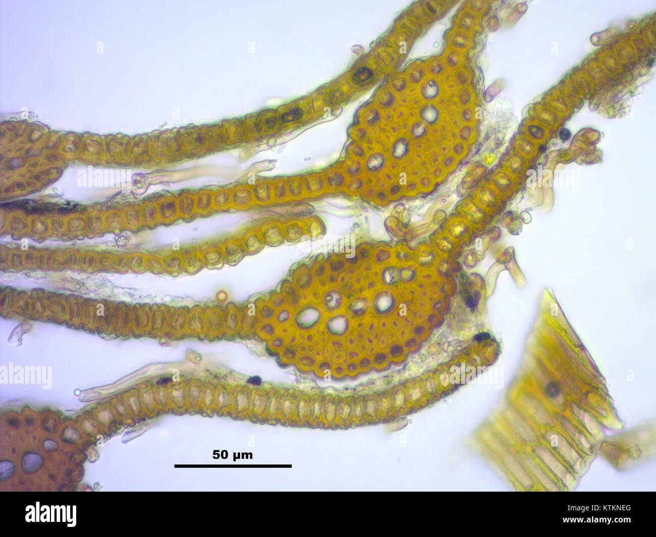 Barbula crocea, a species of moss, cataloged with specific reference ...