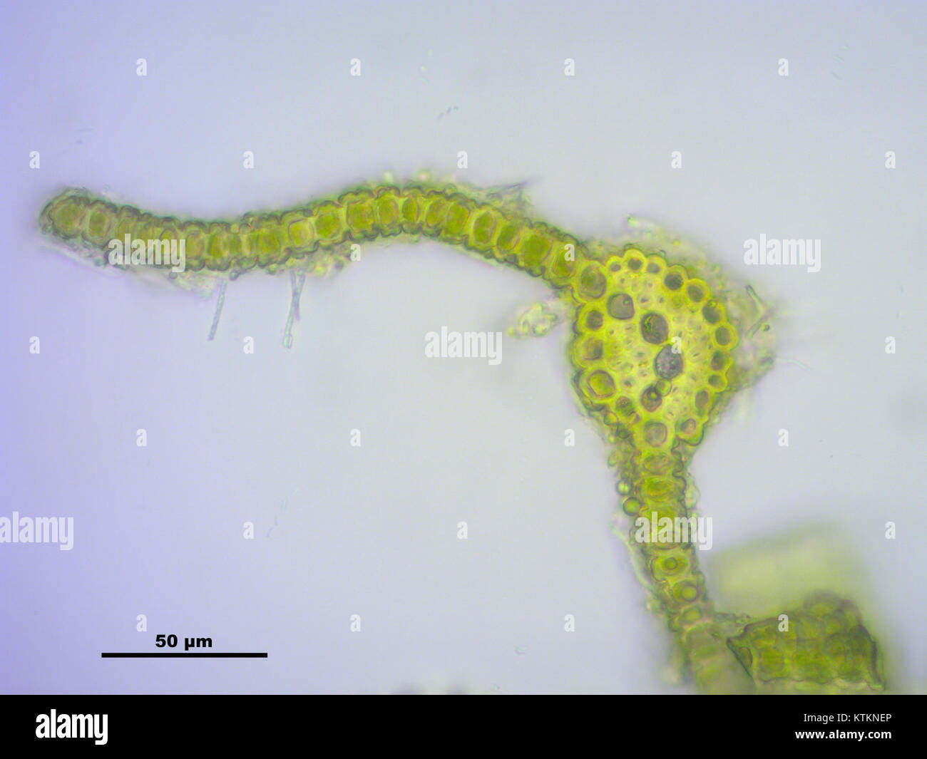 Preventing damp hi-res stock photography and images - Alamy