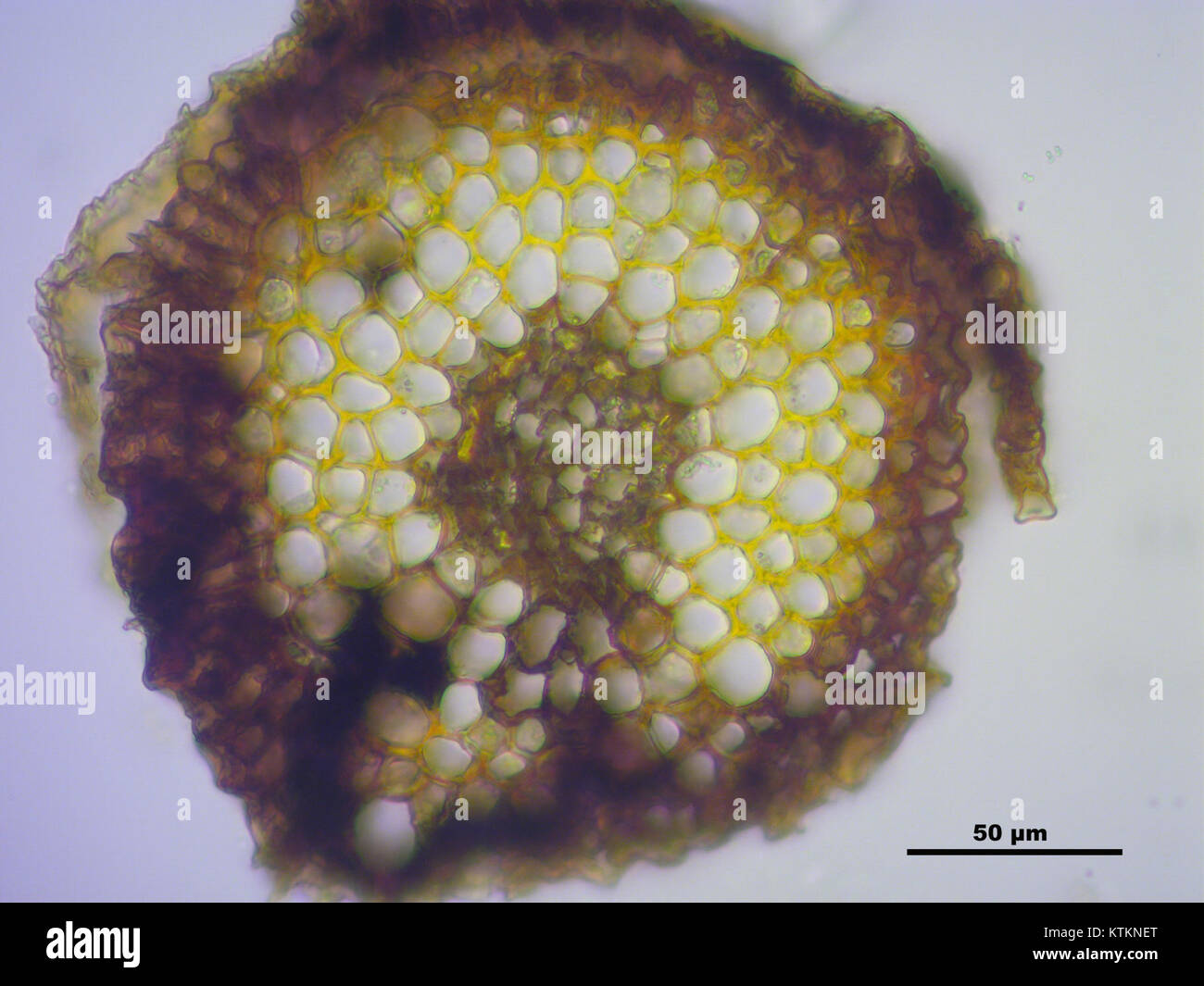 Important species for maintaining ecological diversity hi-res stock ...