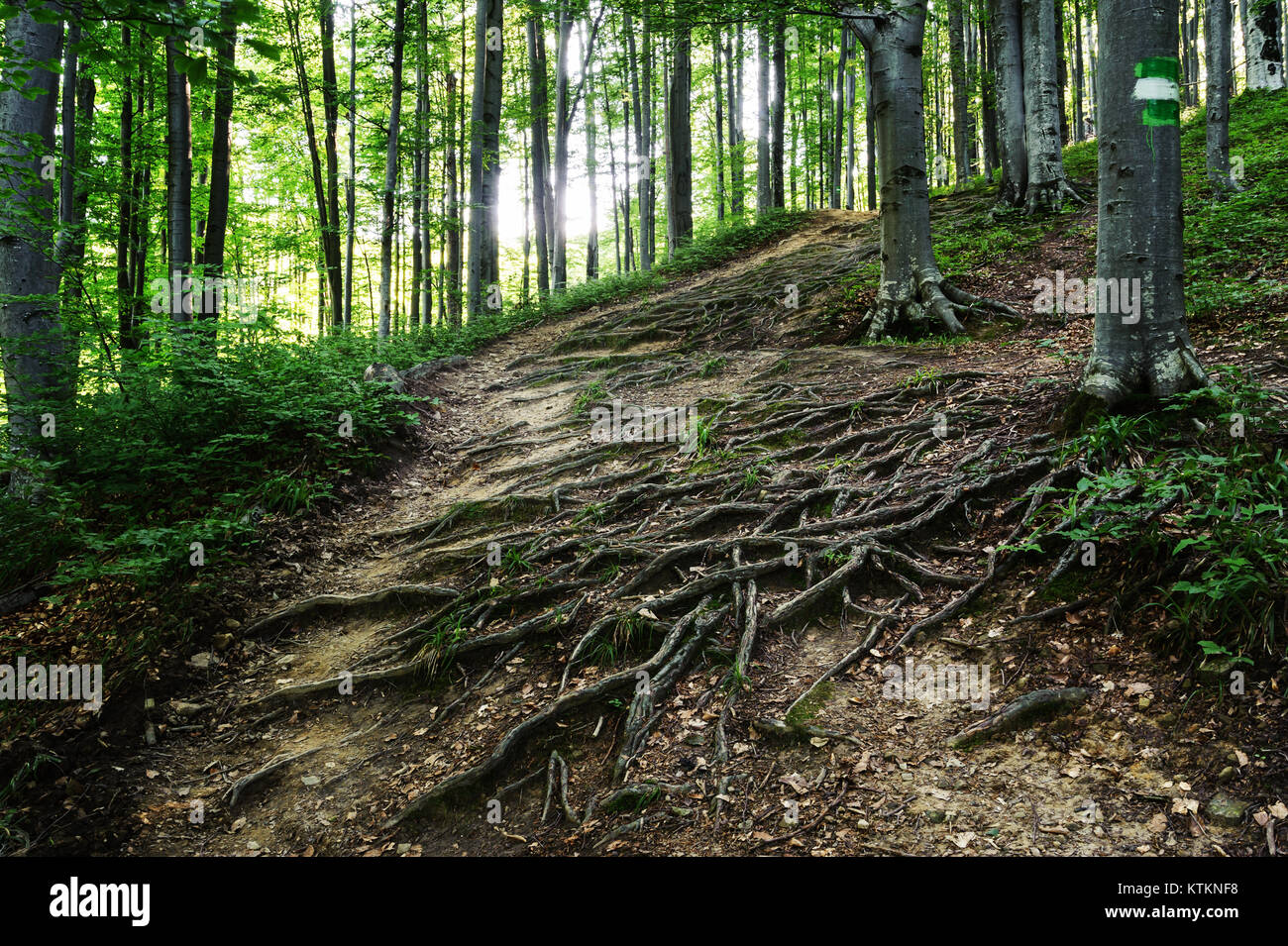Forest landscape. The roots of the tree lying on the soil surface in ...