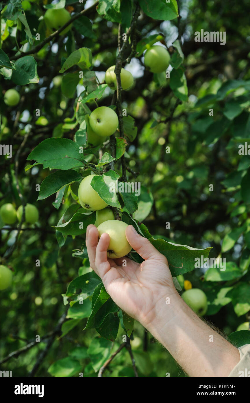 Hands reaching apples hi-res stock photography and images - Alamy