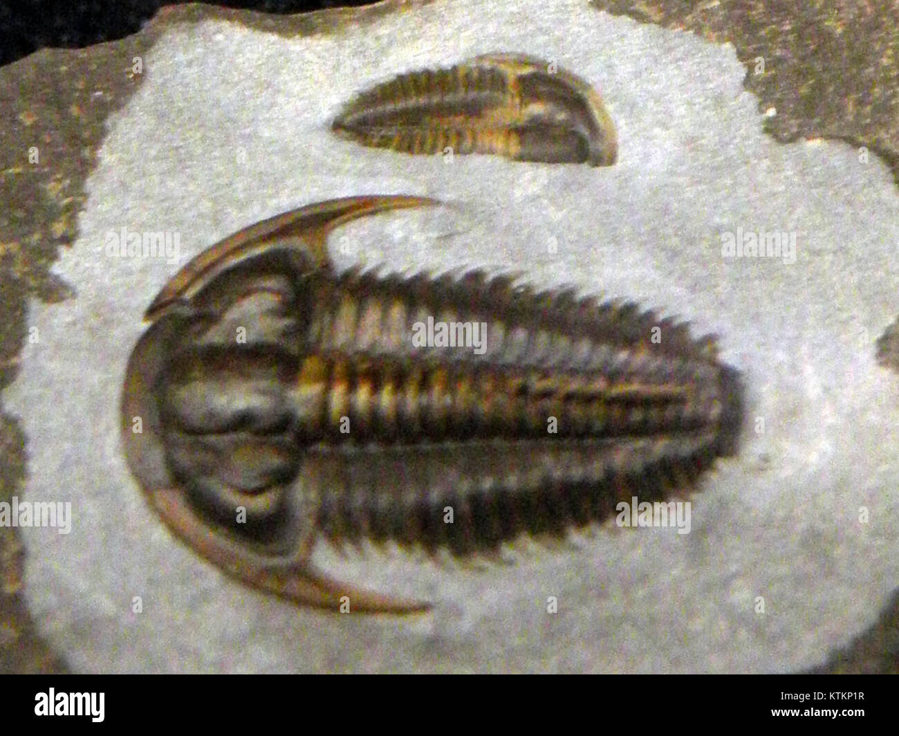 Trilobite specimens hi-res stock photography and images - Alamy