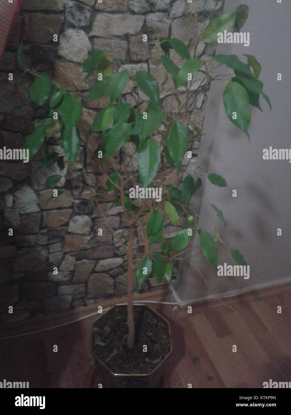 A photograph of the Benjamin plant, capturing its natural beauty and ...