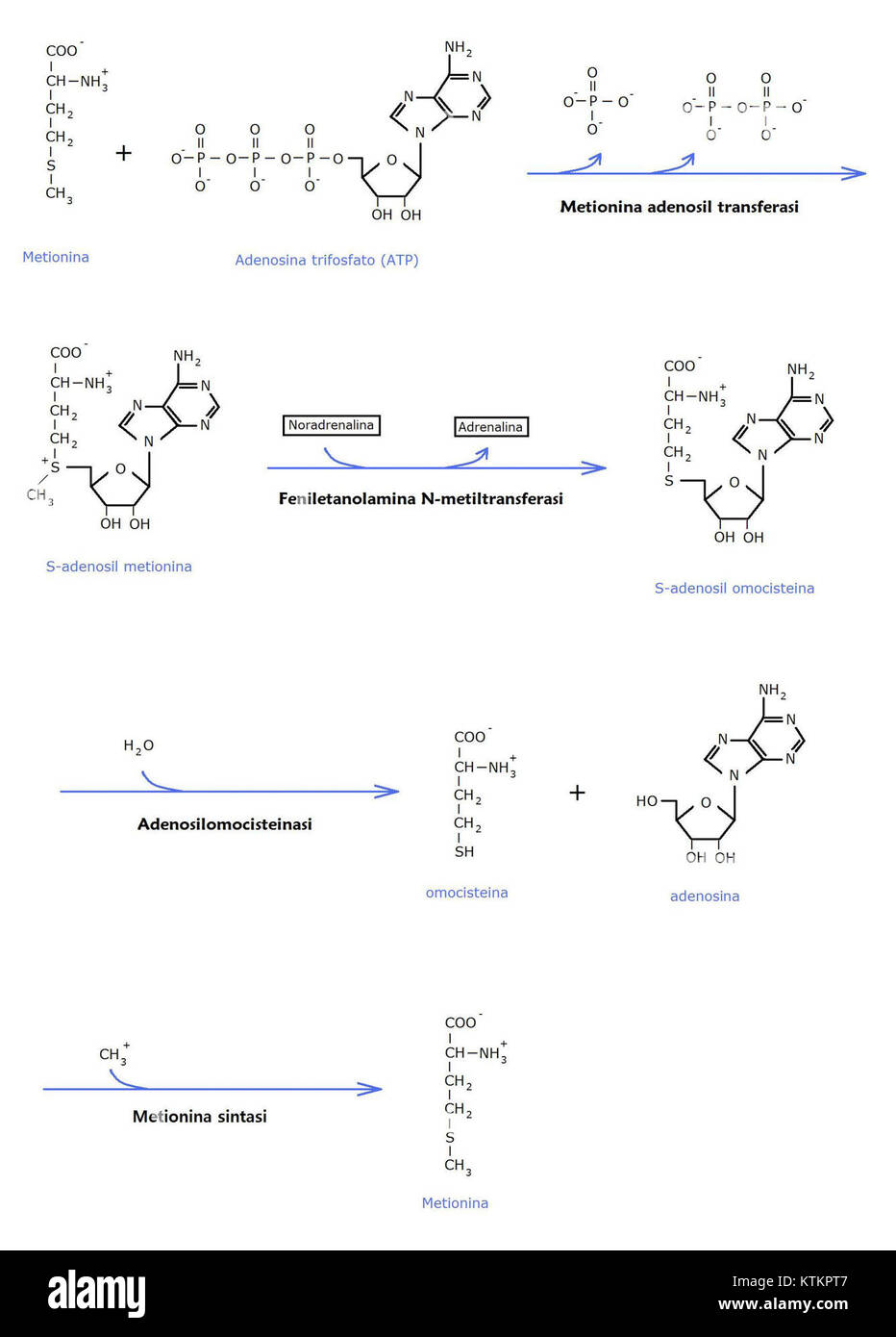 Ciclo del metile refers to a specific scientific or biological cycle ...